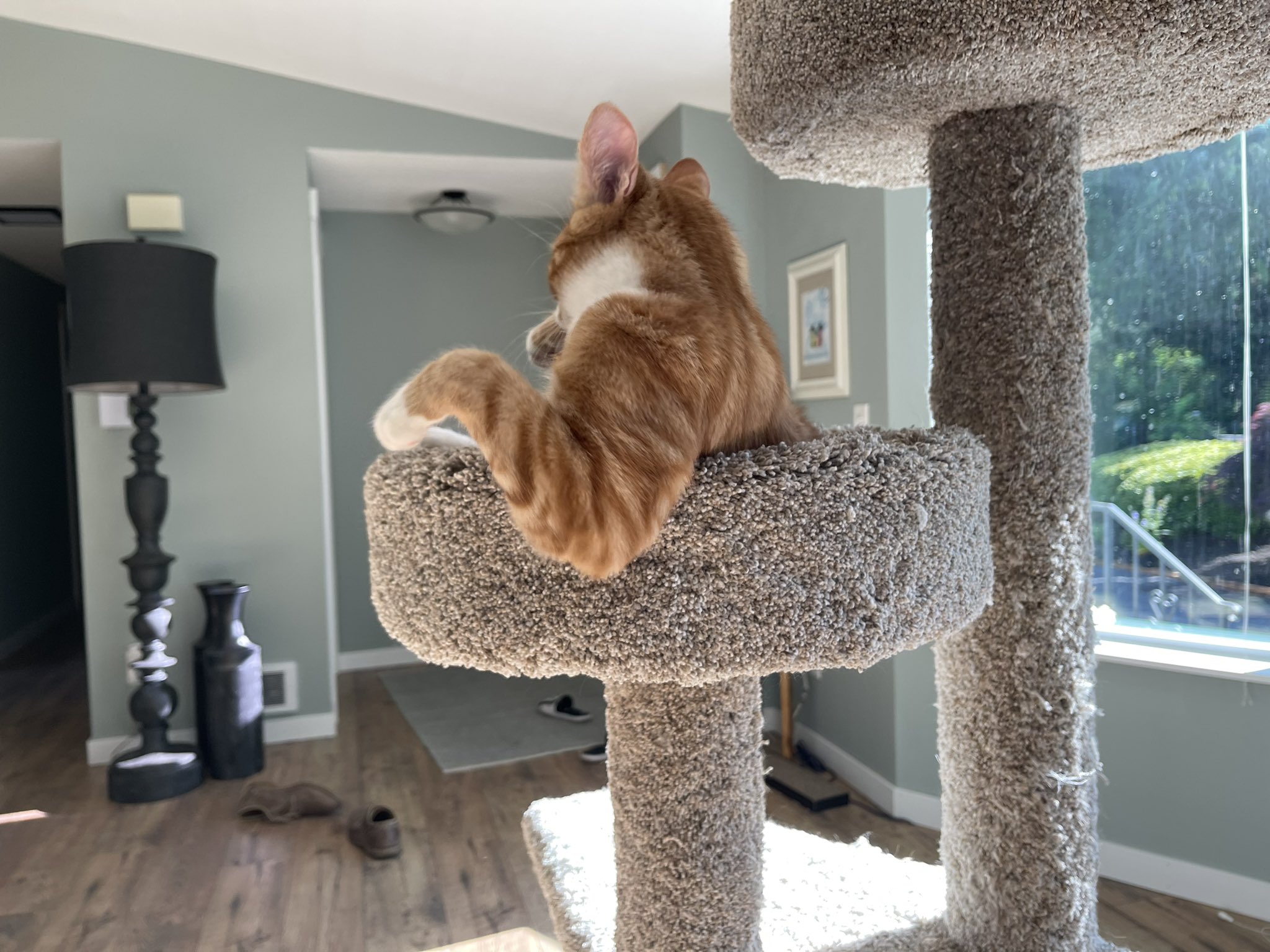 Strongest Cat In The World