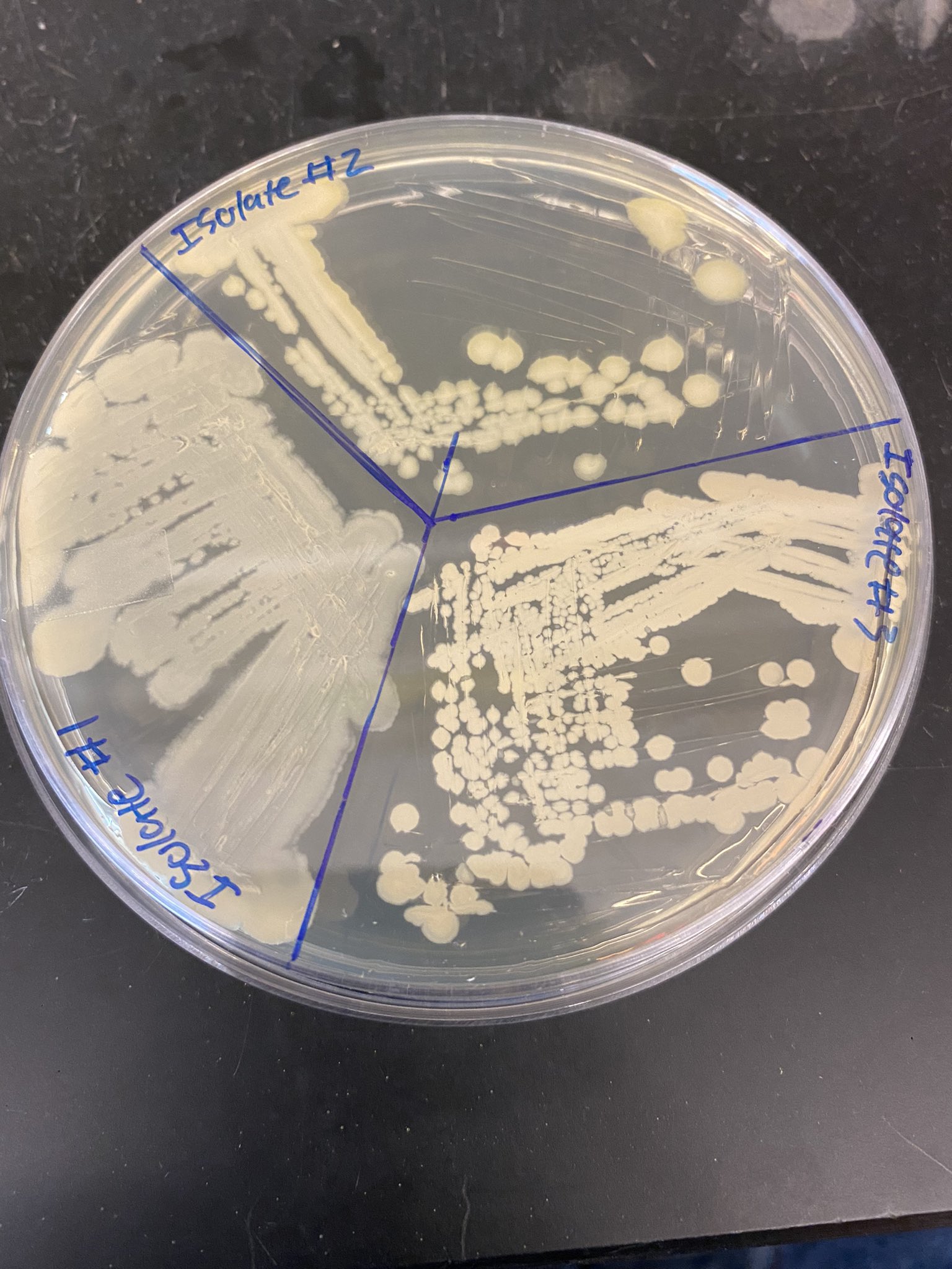 Bacillus Coagulans Colony