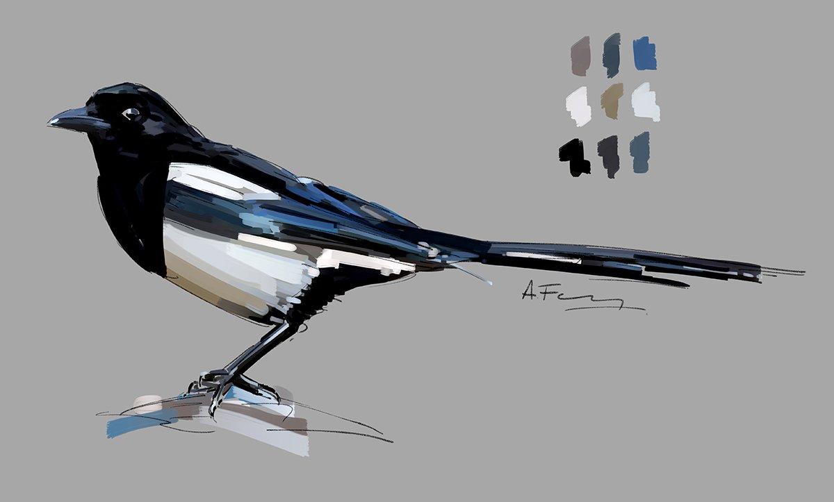 Magpie Drawing