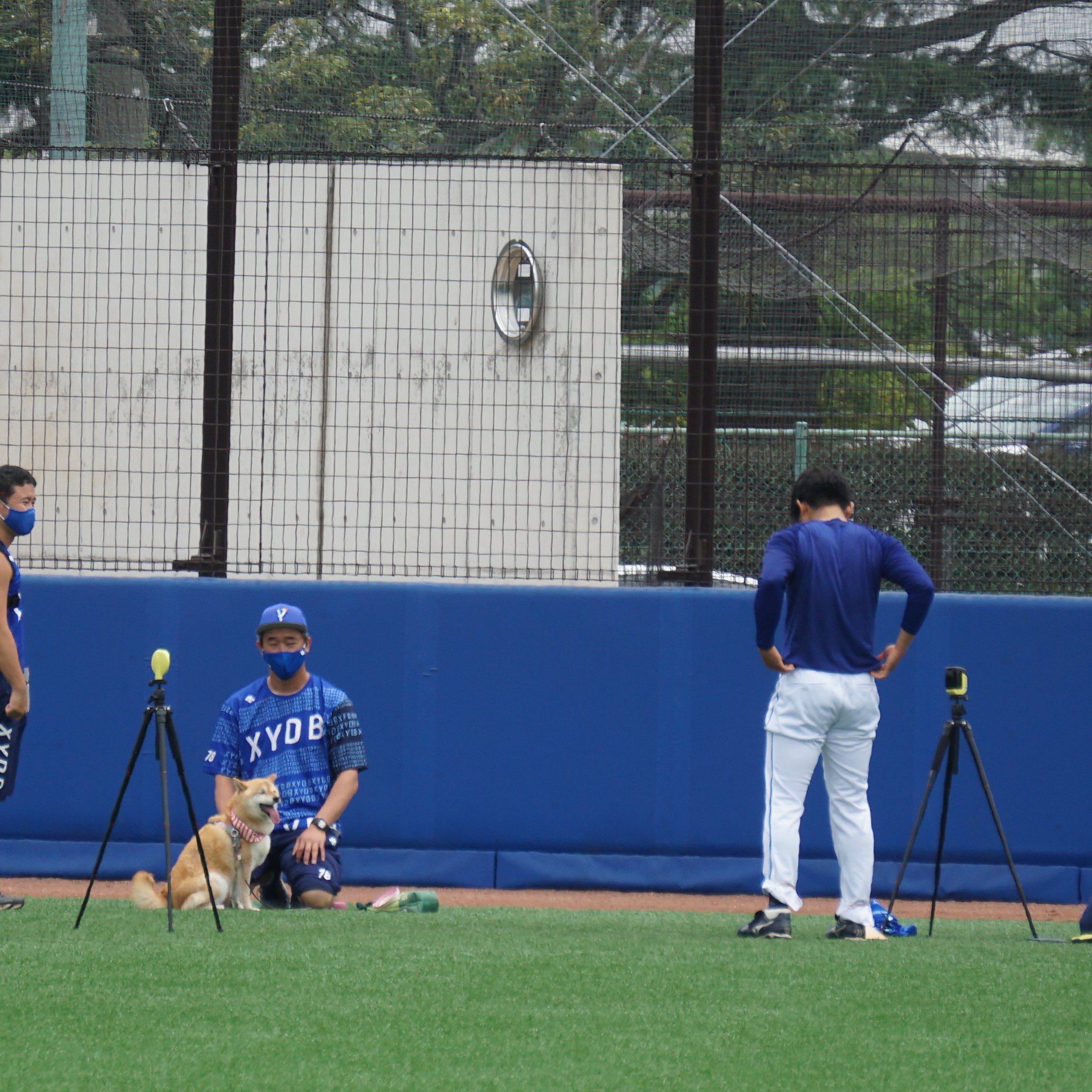 安藤宏太 スポーツ報知MLB担当 on Twitter: "#DeNA #baystars DOCKでDOG！ #今永昇太 投手とかわいい犬part2 横須賀市内の球団施設「DOCK」に大家2 ...