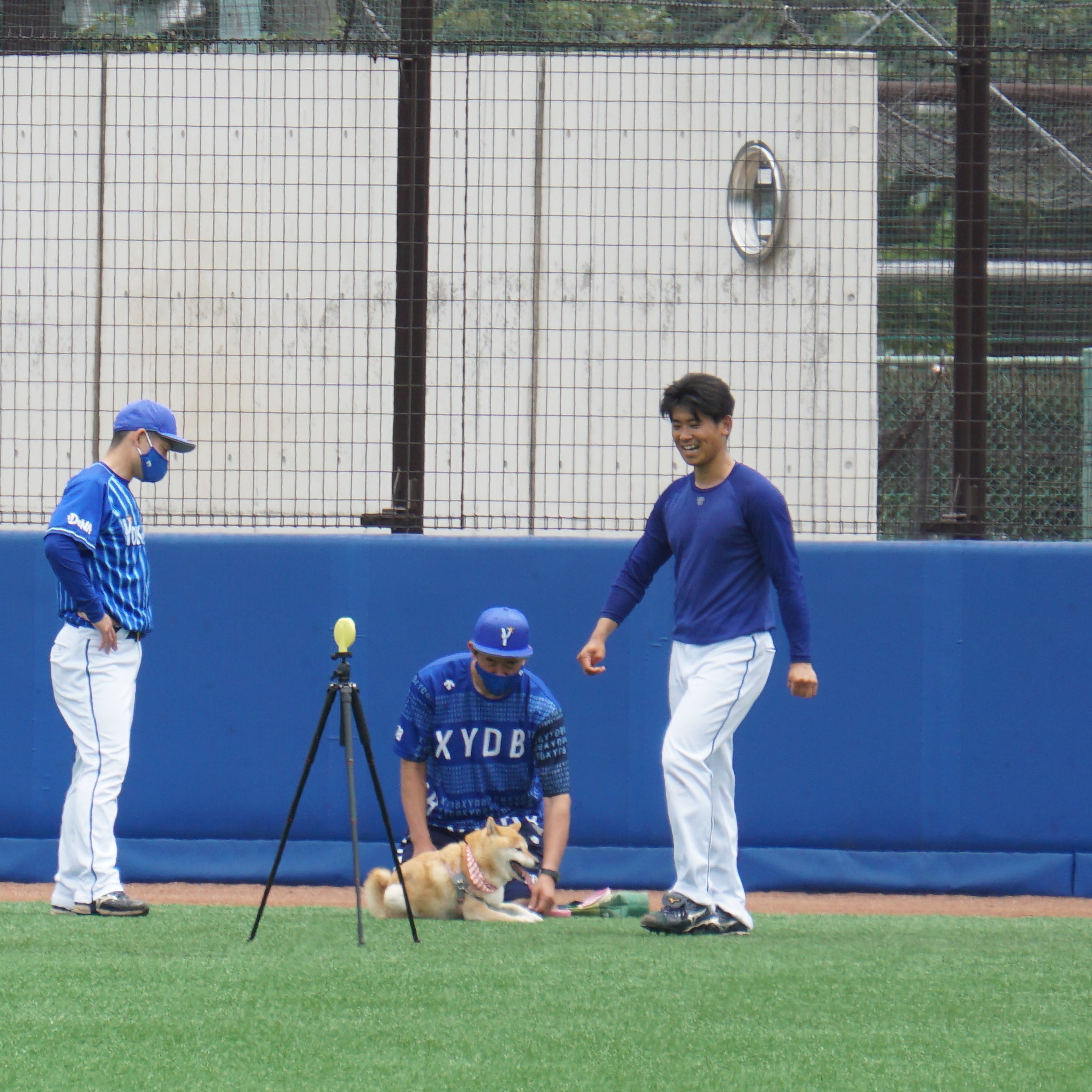 安藤宏太 スポーツ報知MLB担当 on Twitter: "#DeNA #baystars DOCKでDOG！ #今永昇太 投手とかわいい犬part2 横須賀市内の球団施設「DOCK」に大家2 ...