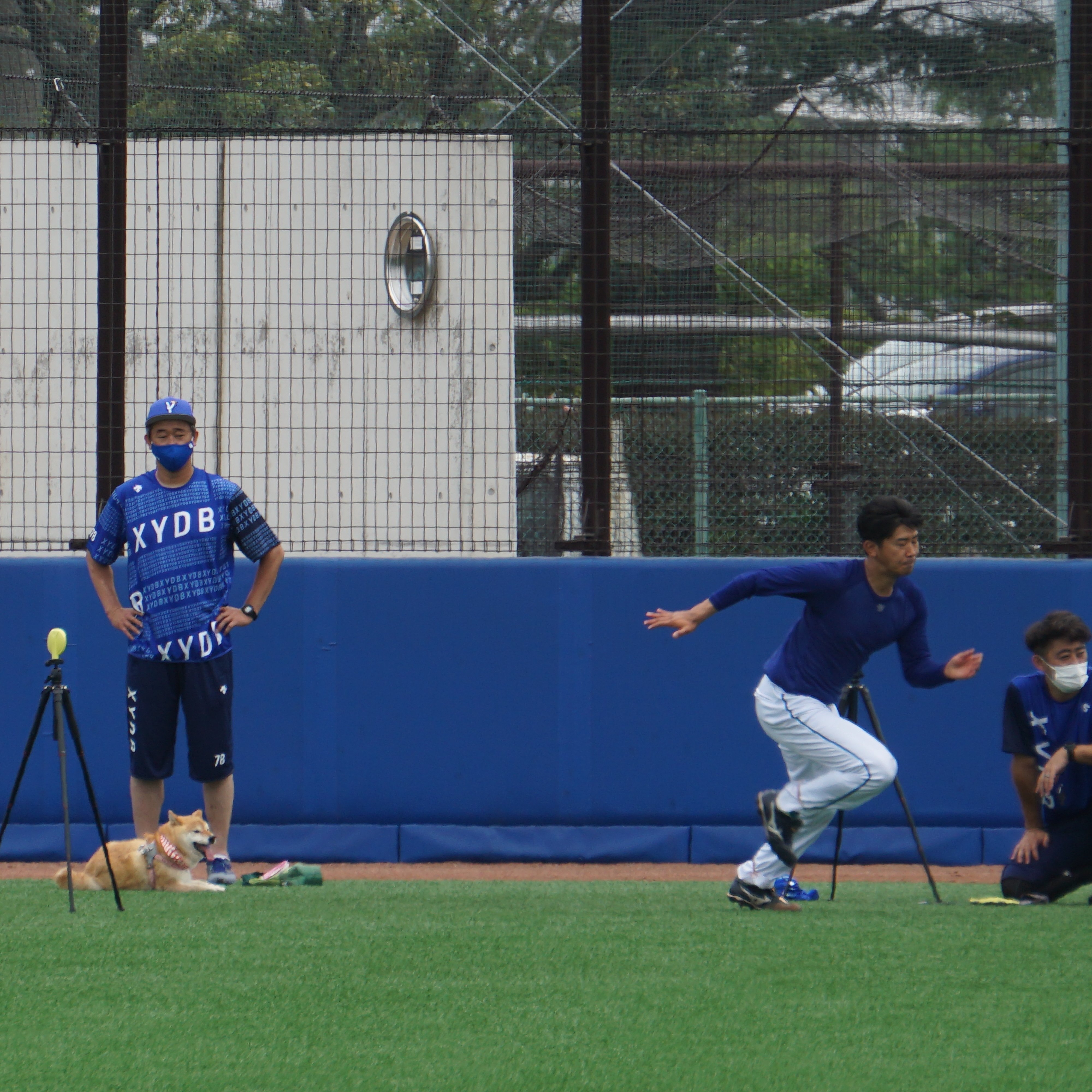 安藤宏太 スポーツ報知MLB担当 on Twitter: "#DeNA #baystars DOCKでDOG！ #今永昇太 投手とかわいい犬part2 横須賀市内の球団施設「DOCK」に大家2 ...