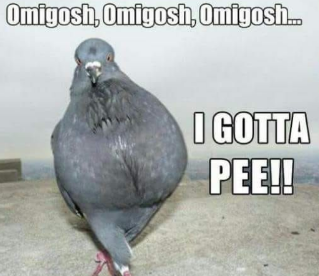 Drinking Pee Memes