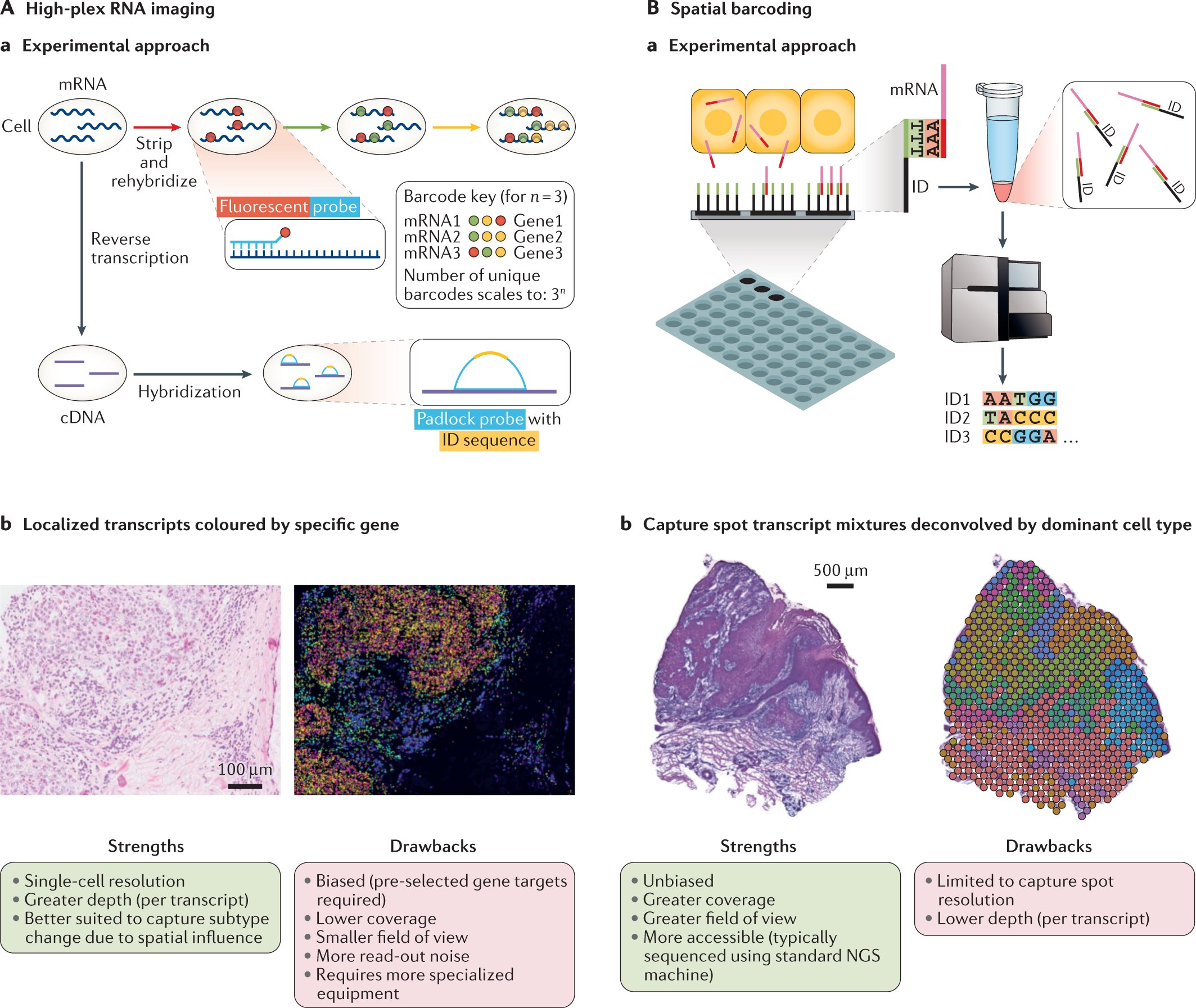Nature Reviews Genetics on Twitter: "scRNA-seq data can be leveraged to 'deconvolve' cell types ...