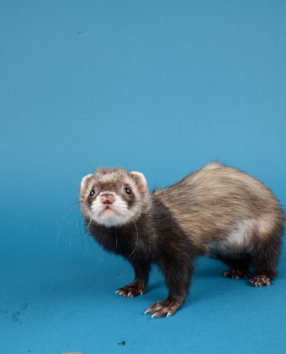 Sable Mask Ferret
