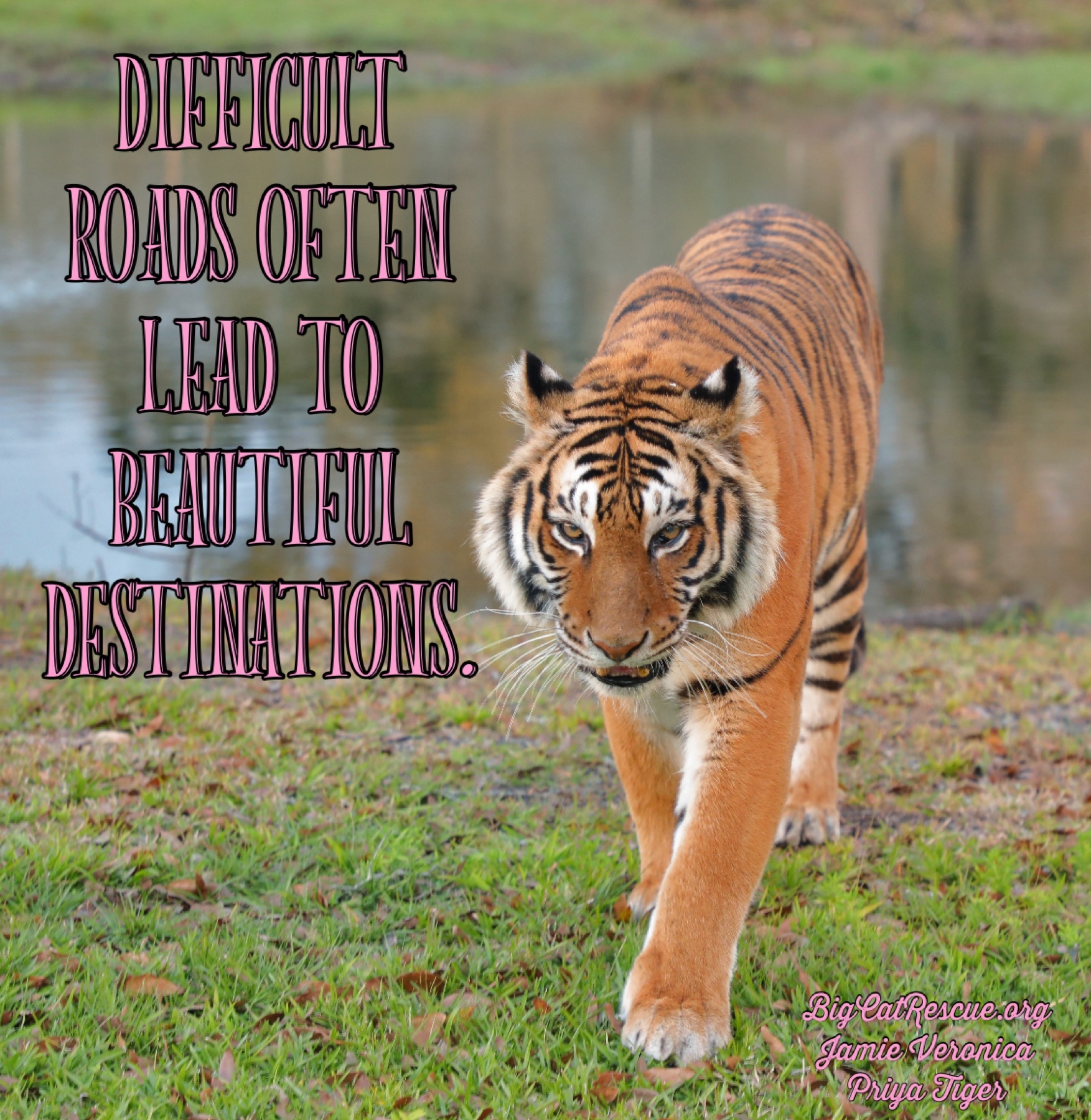 Beautiful Tiger Quotes