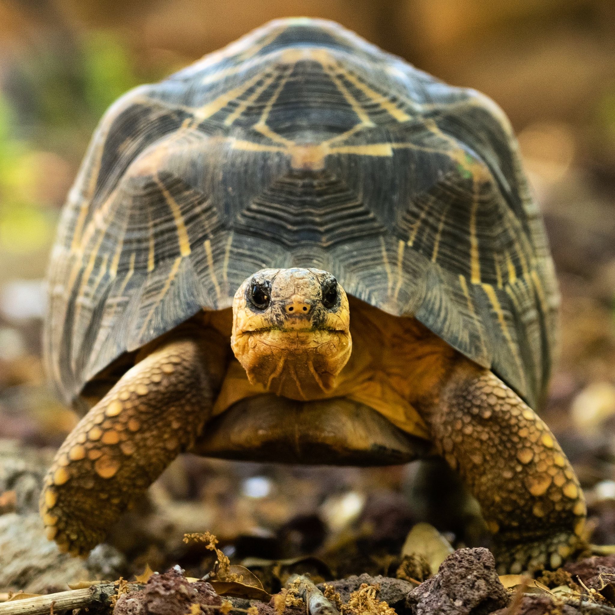 Radiated Tortoise