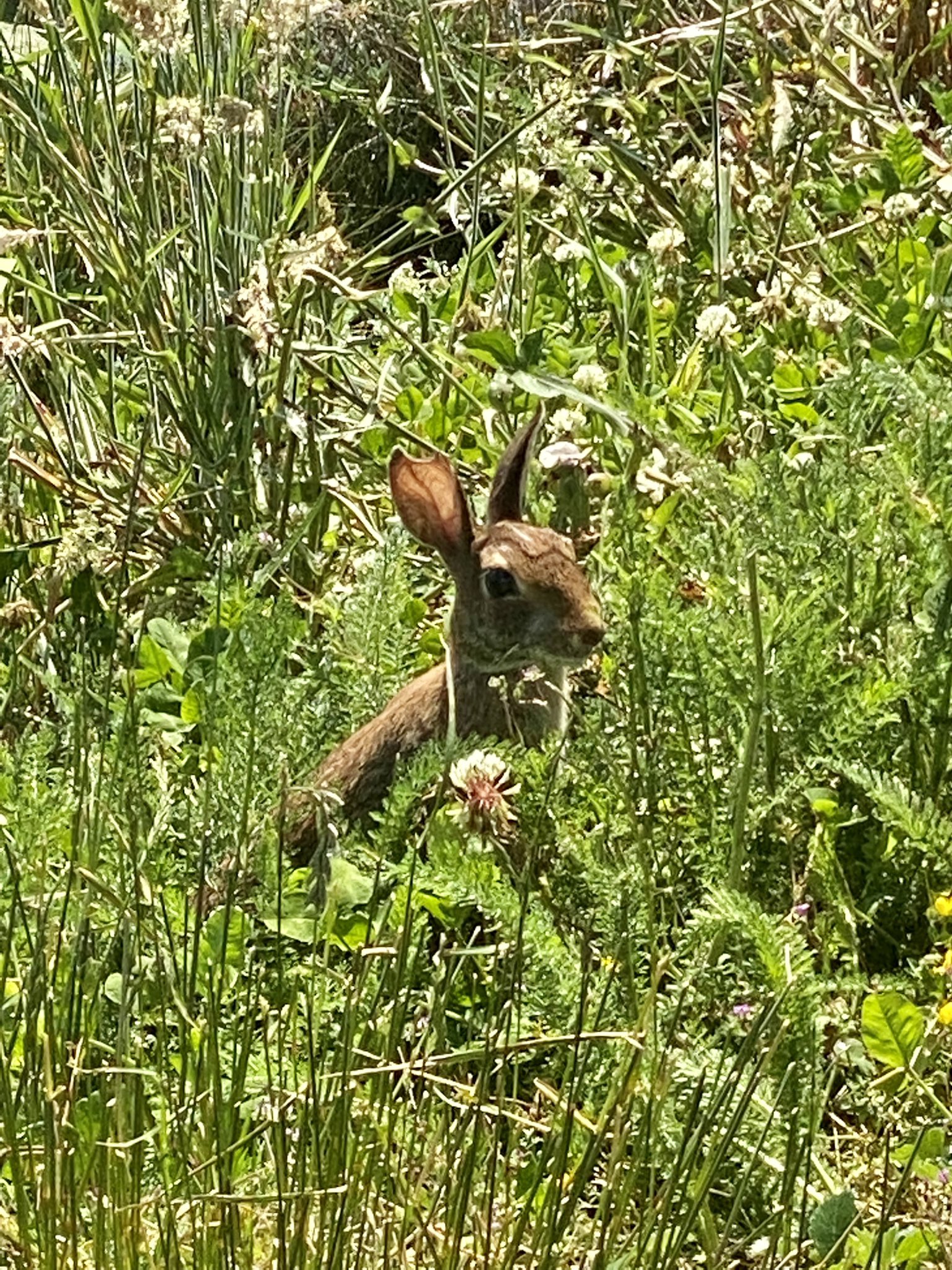 Tw Pornstars London River Twitter Bunny 1044 Pm 21 Jun 2021