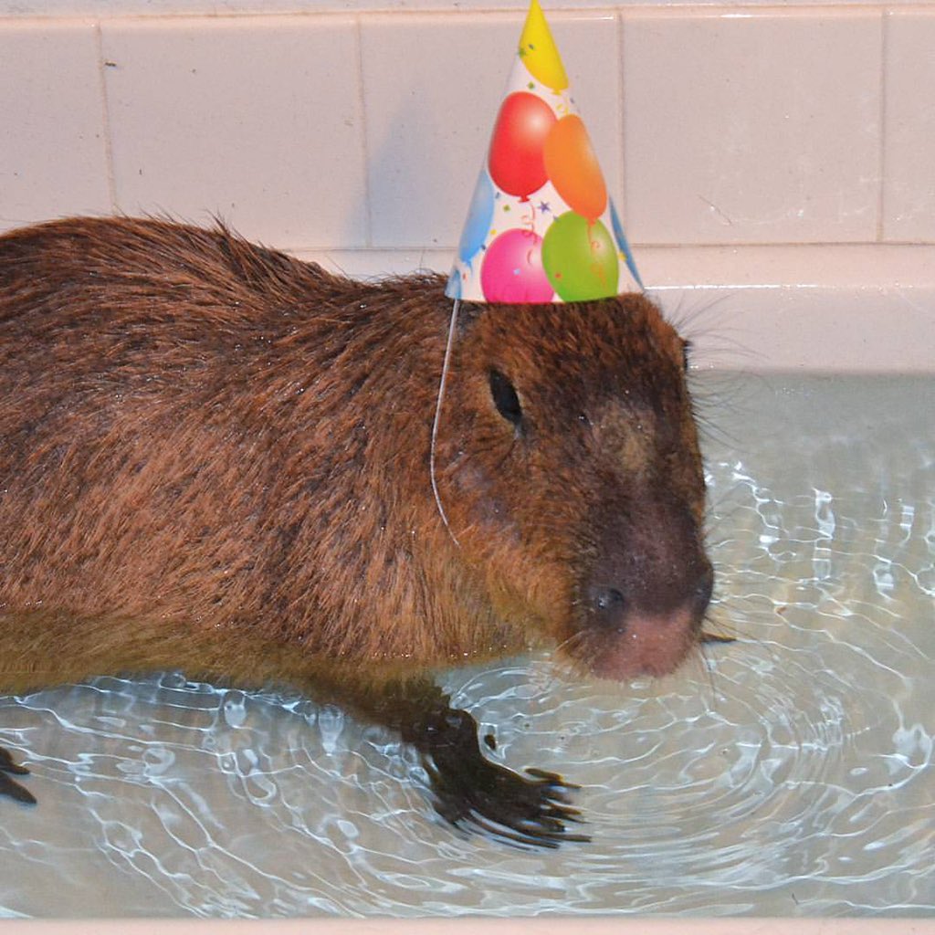 CAPYBARA MAN on Twitter: "Thank you all so much for 150k Followers! ️ ️ ️ ️ https://t.co ...