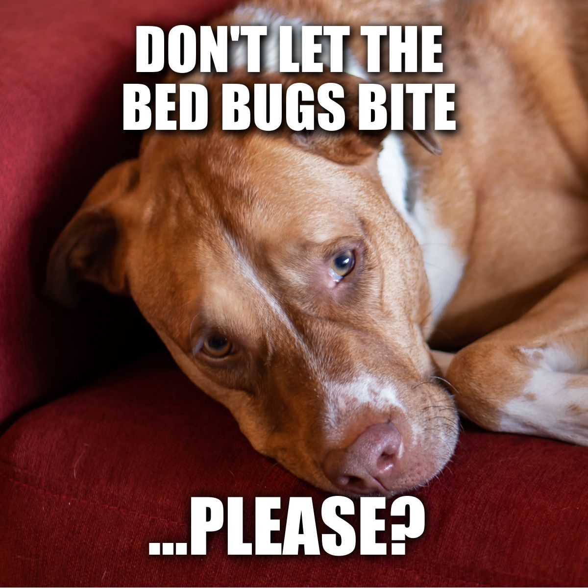 Funny Bed Bug Memes