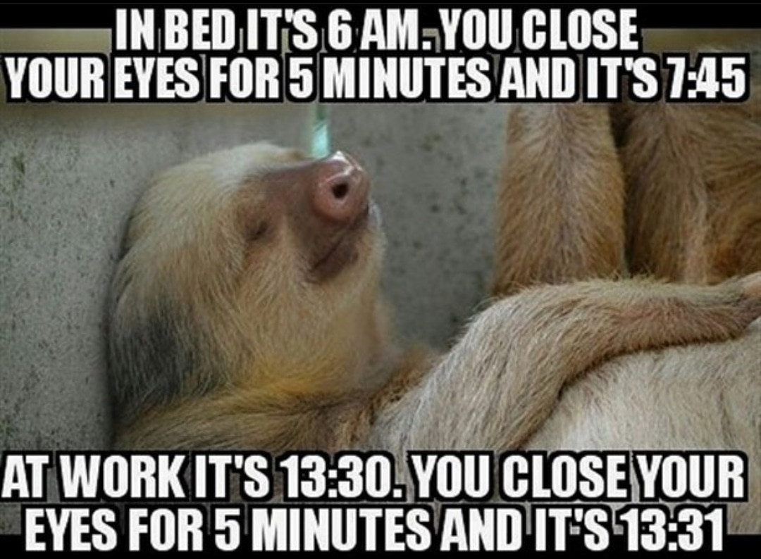 Funny Sloth Pictures Clean