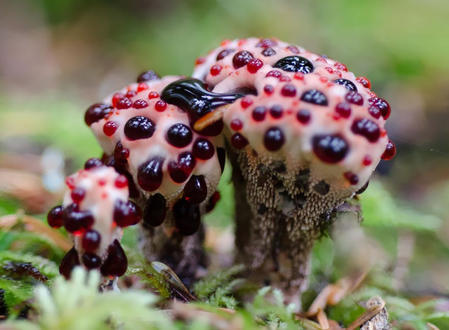 Bleeding Tooth Fungus Cracked