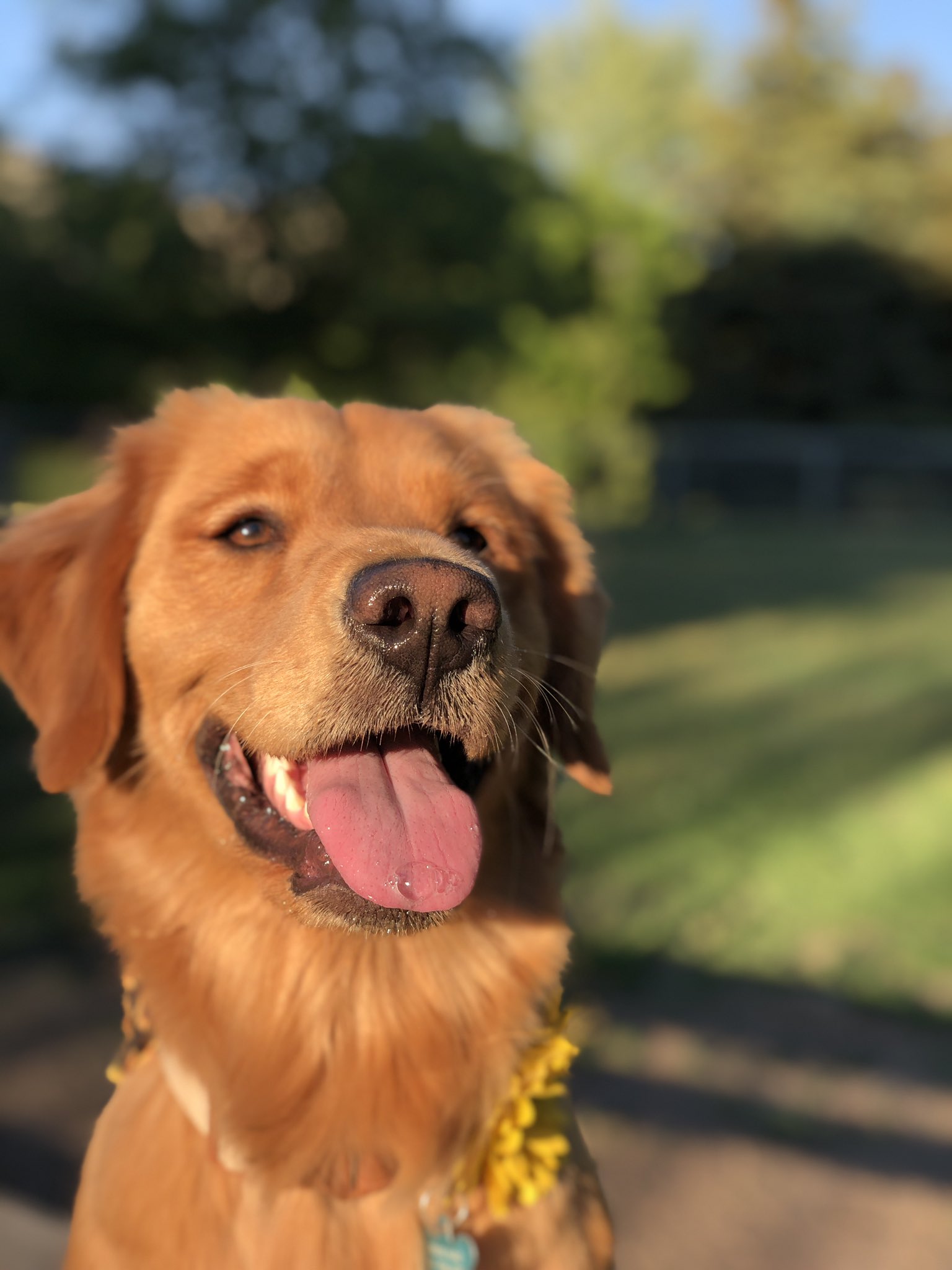 Trixie-Mae (@Trixie_Moo_Mae) / Twitter