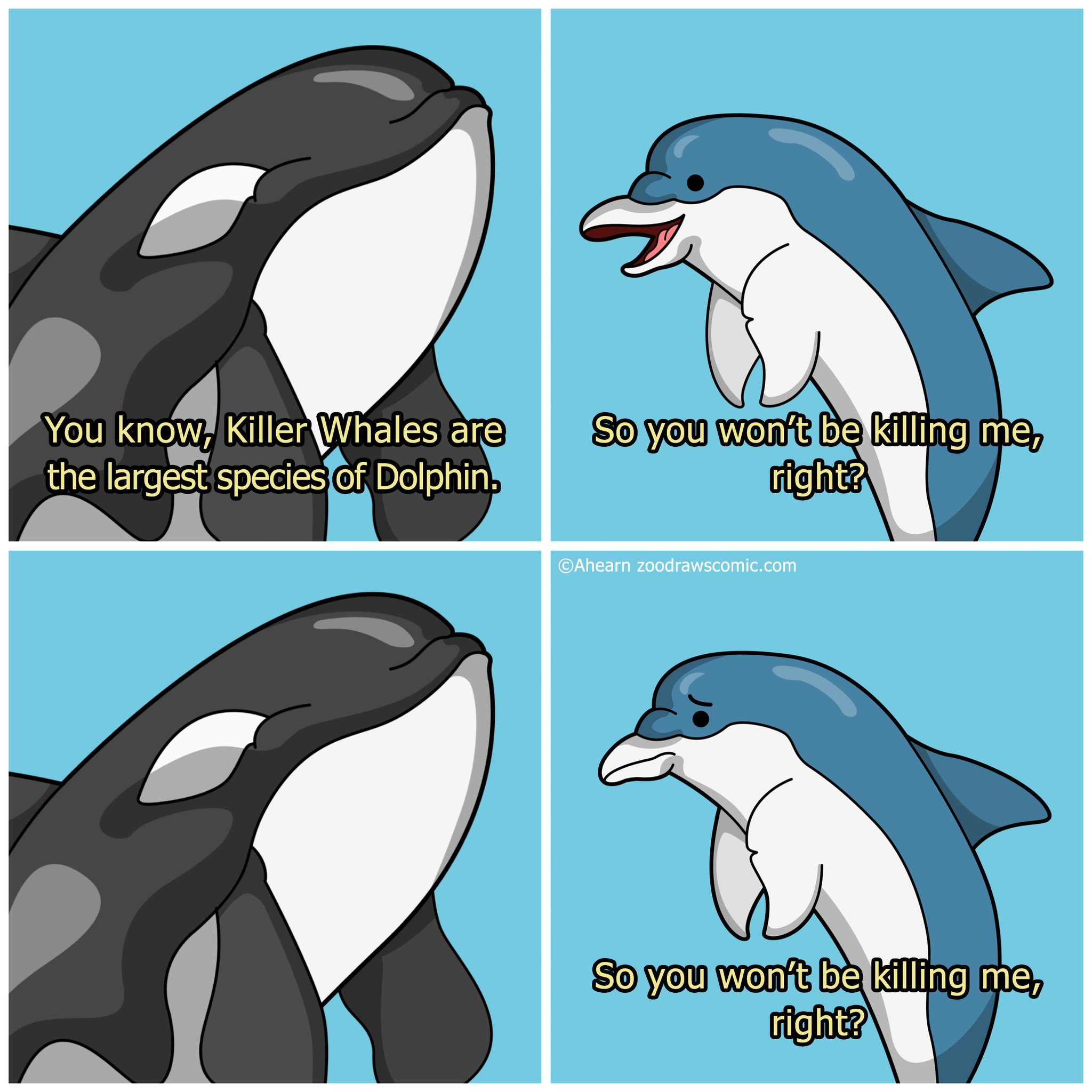 Bottlenose Dolphin Memes