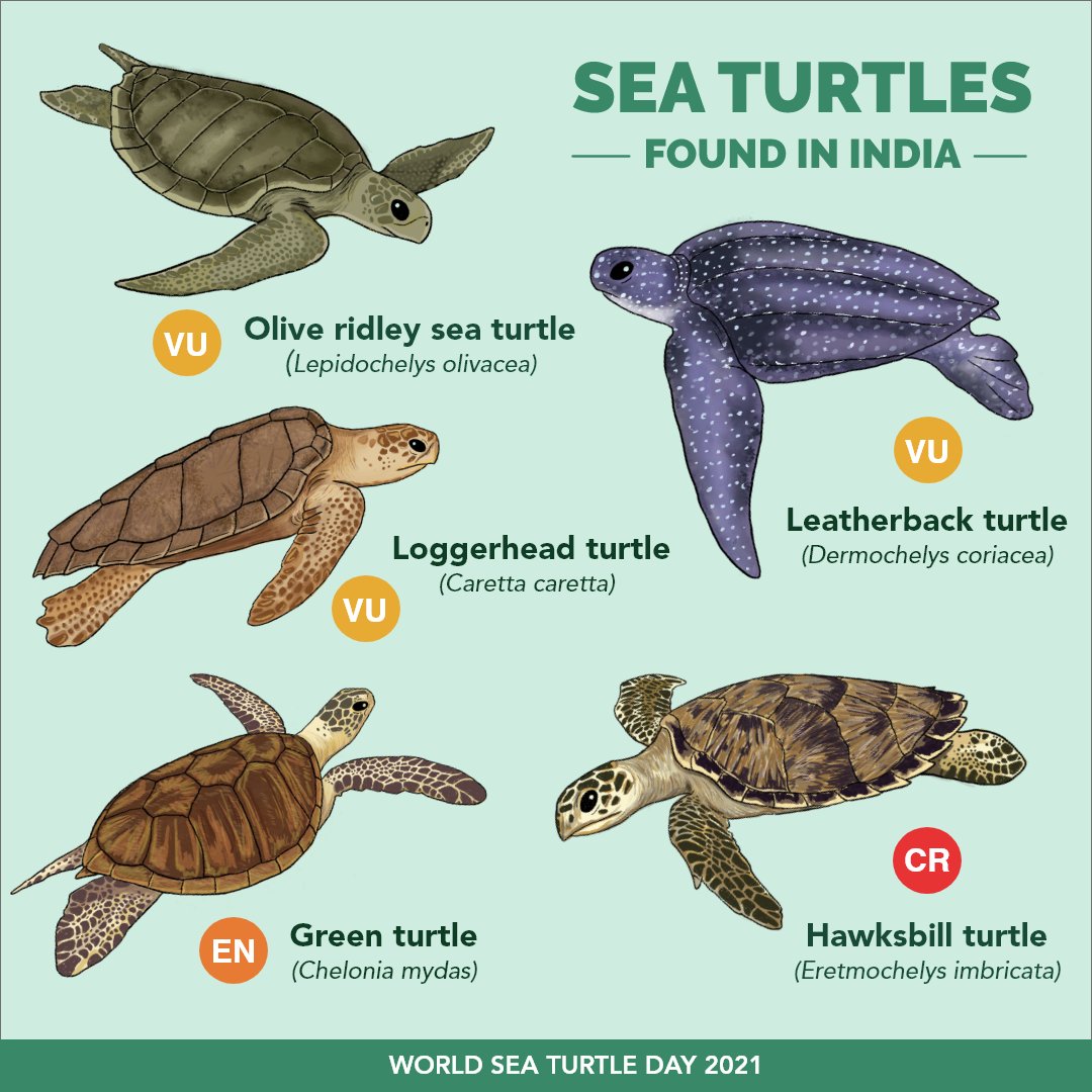 Archie Carr Quotes Dr. Archie Carr Sea Turtle Conservancy