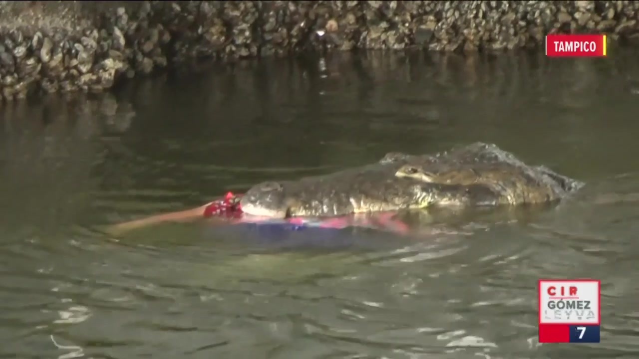 Actualizar 74 Imagen Cocodrilo Se Come A Señora En Tampico Abzlocal Mx
