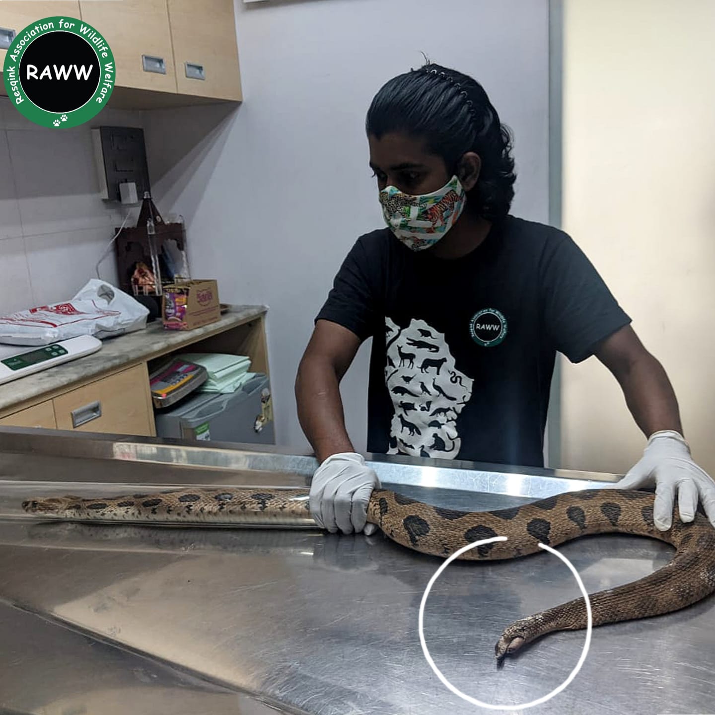 Black Mamba Bite Wound