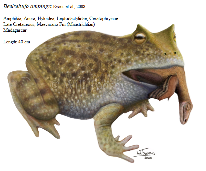 Beelzebufo Devil Frog