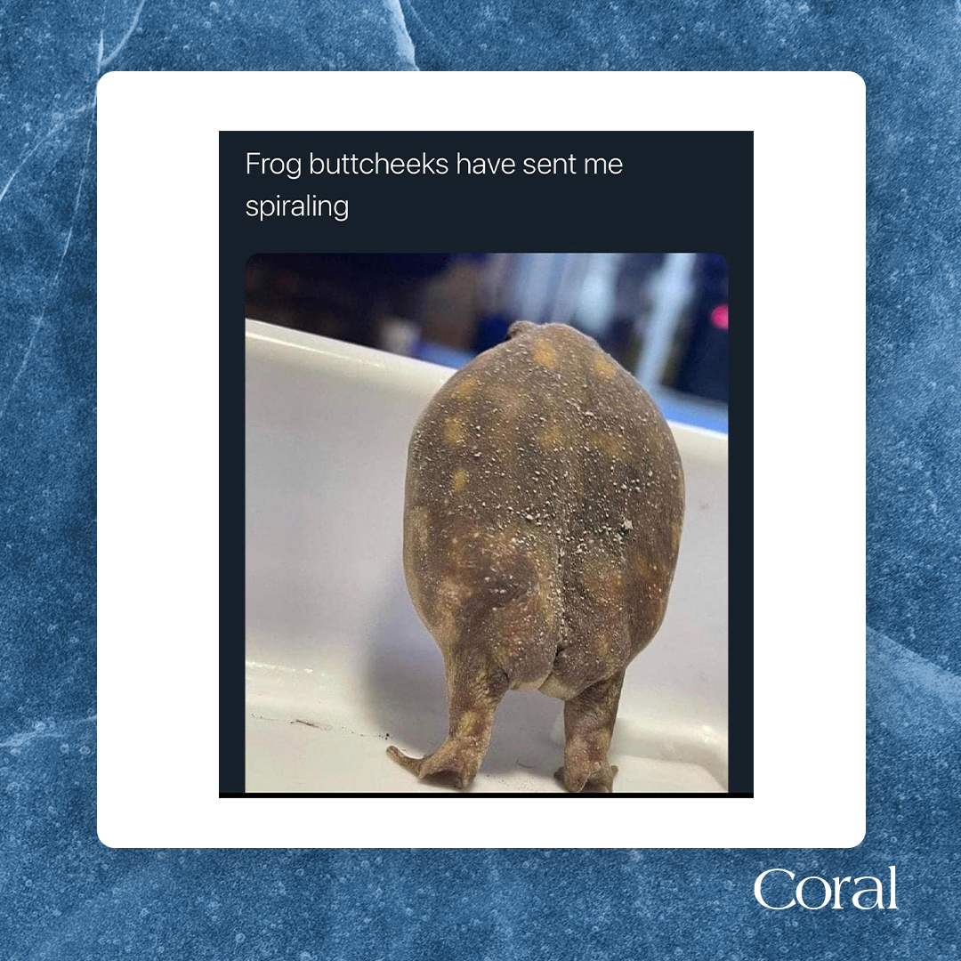 Funny Coral Memes