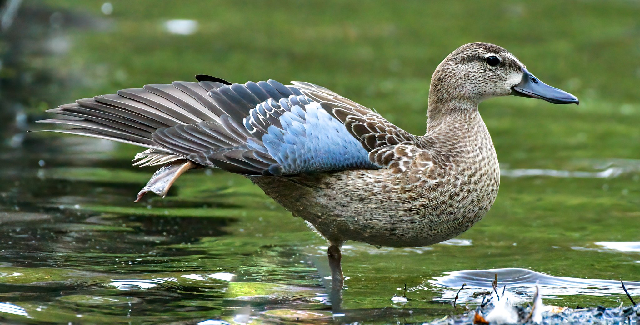 Blue Winged Teal Female