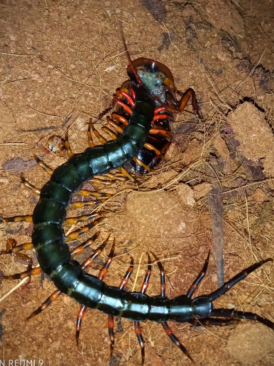 Chinese Giant Tiger Leg Centipedes | ubicaciondepersonas.cdmx.gob.mx