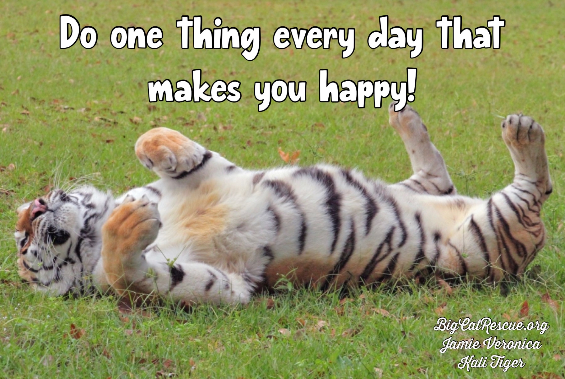 Funny Tiger Quotes Good Luck Tiger Parent Messages | Giving To RIT