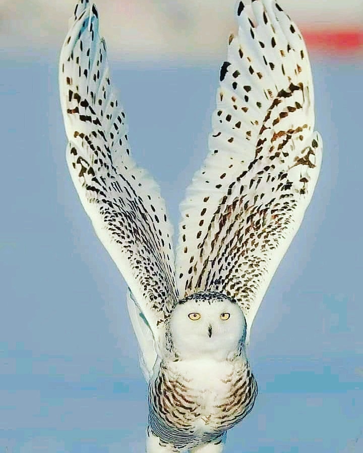 Snowy Owl Wings Spread