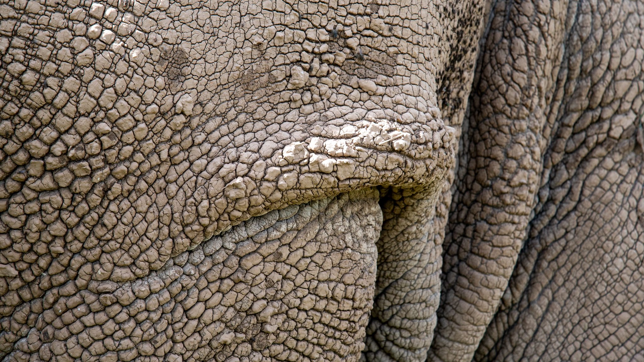 Rhino Skin Texture
