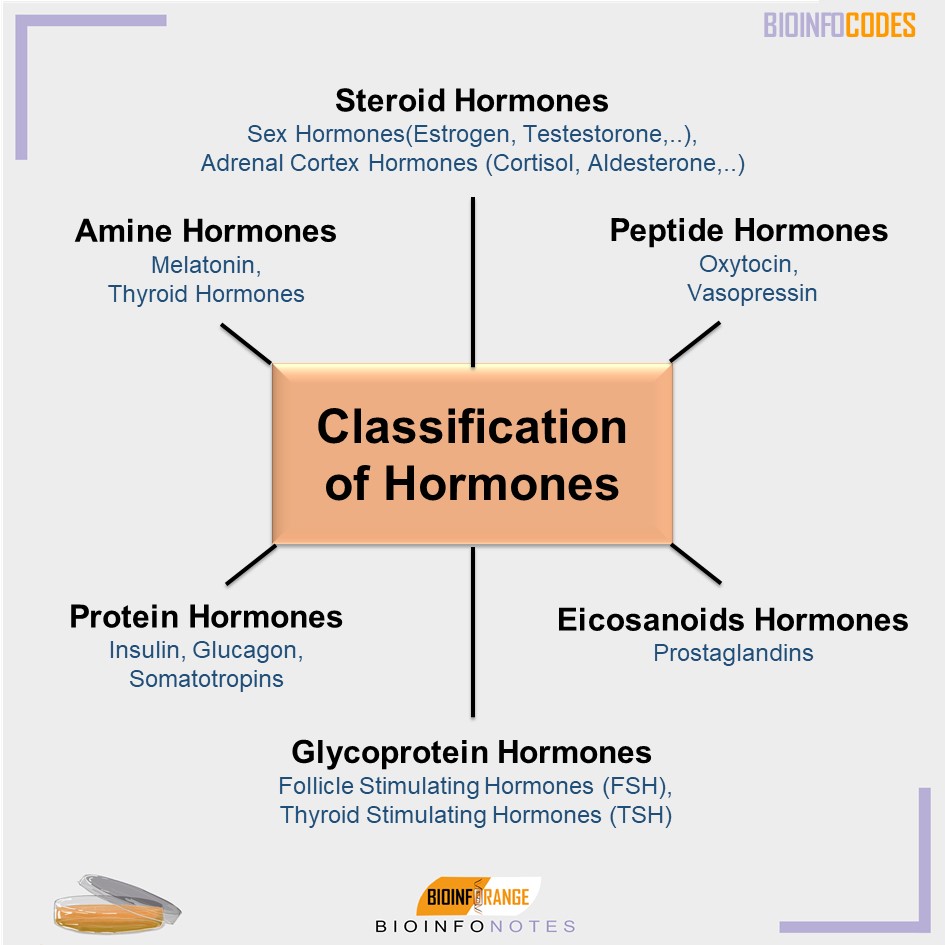 Hormone Classification Chart PPT Endocrine System PowerPoint
