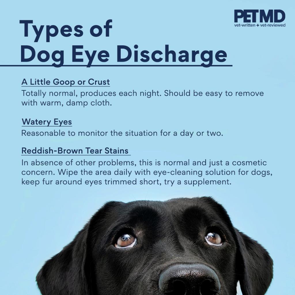 What Do Puppy Dog Eyes Mean