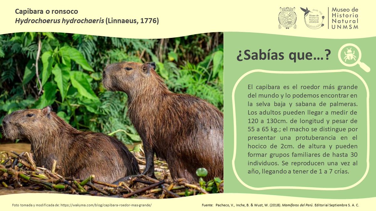 Topo 98+ imagem capibara peru - Abzlocal.mx