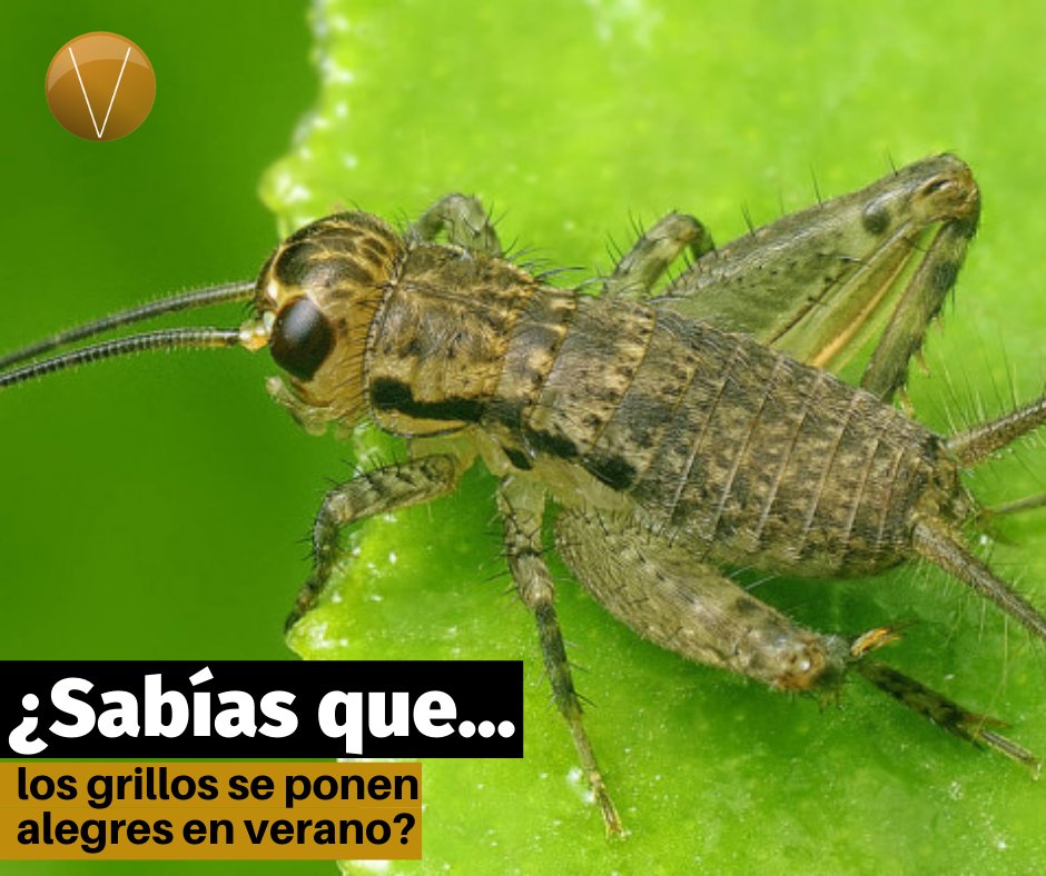 Conectado Desmantelar Absurdo ciclo de vida de los grillos No puedo leer ni escribir Roux Privilegio