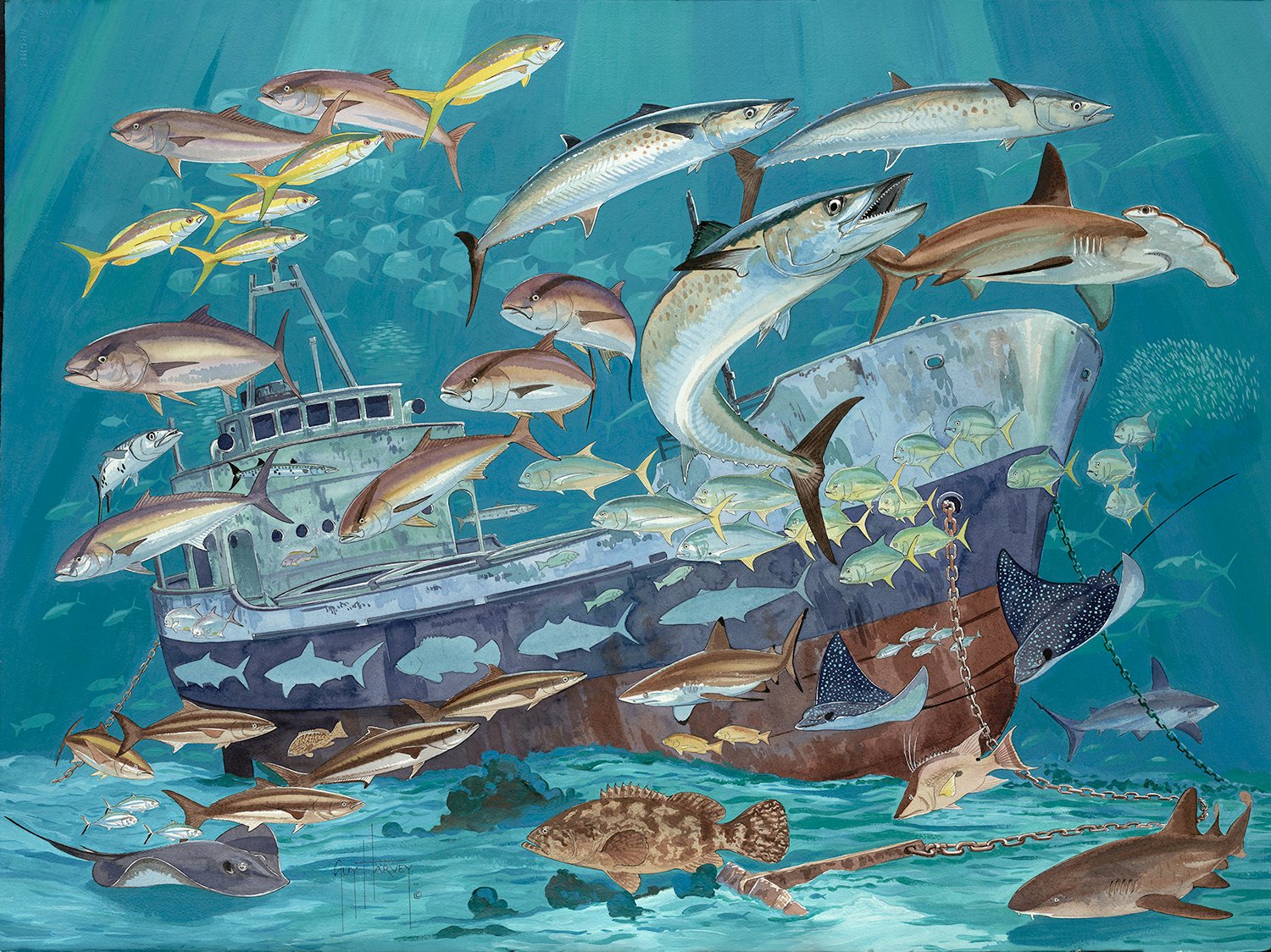 Guy Harvey Wallpaper Hd