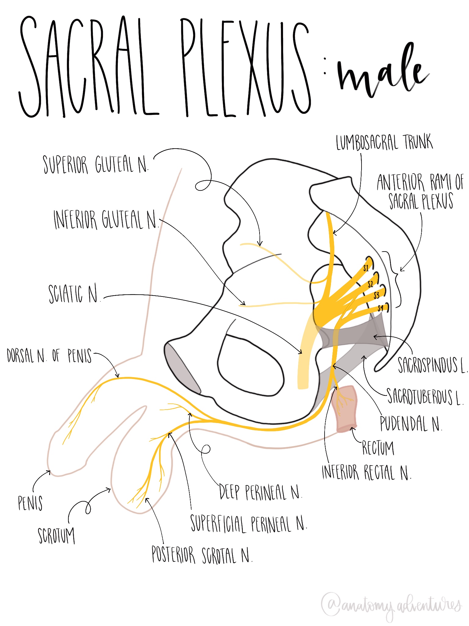 Sacral Plexus Drawing