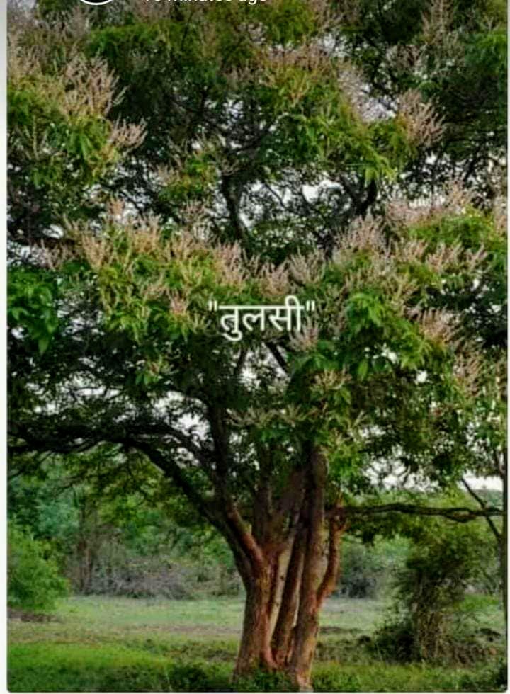 Tulsi Tree Pictures