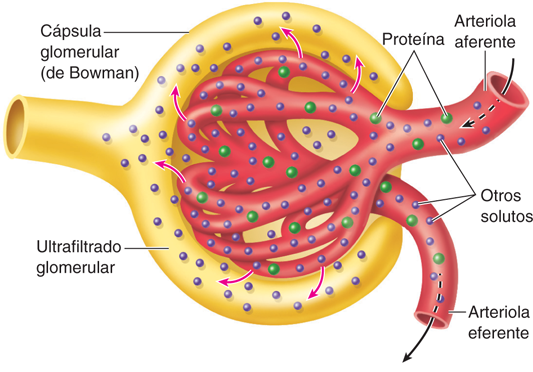 Glomerular Structure