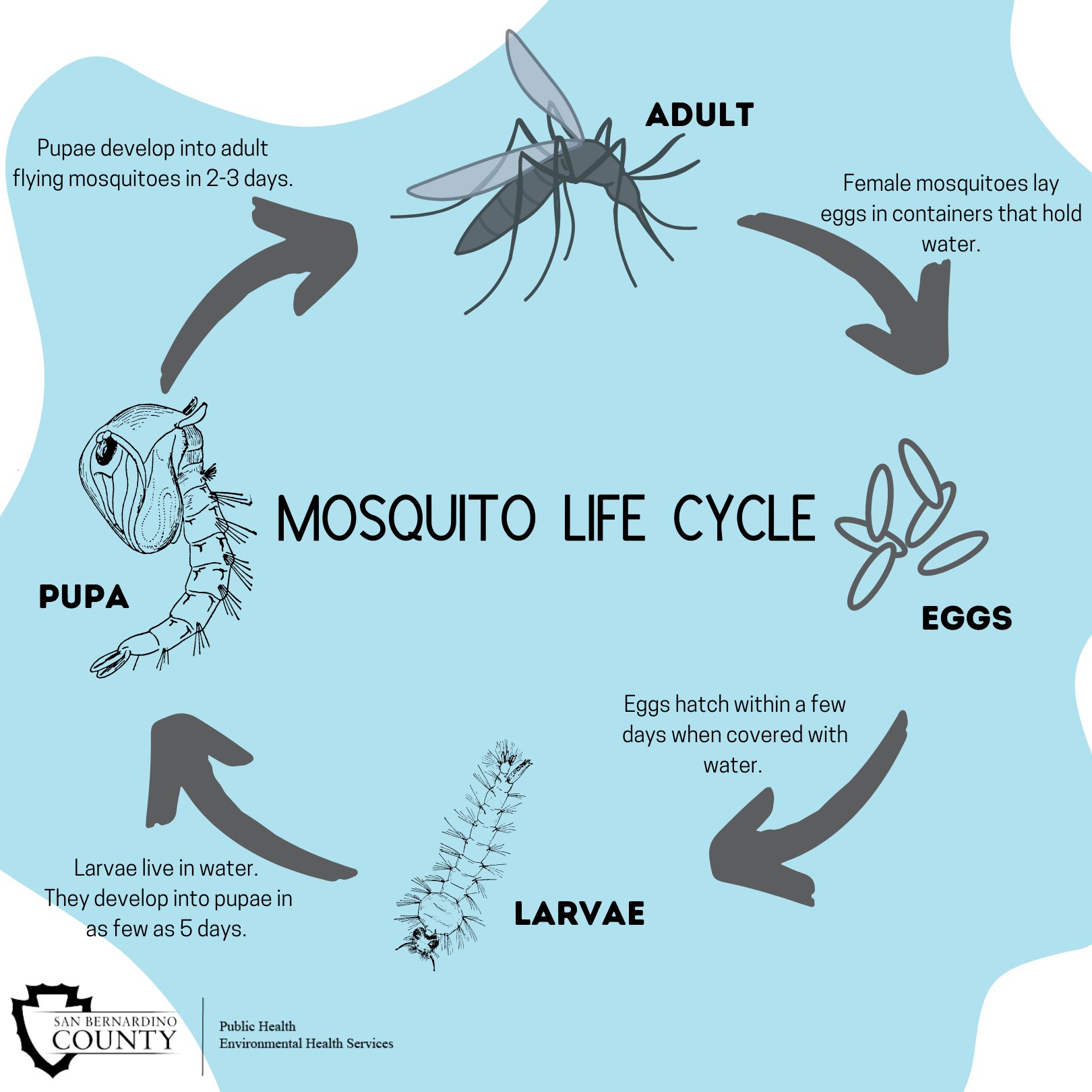 Mosquito Life Cycle Days Mosquito Life Cycle How Long Do Mosquitoes
