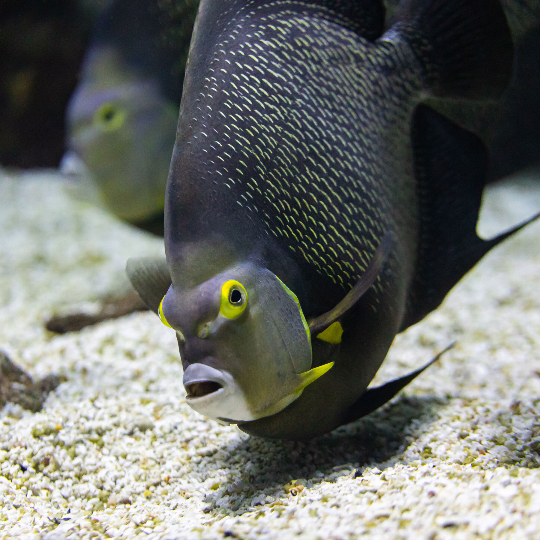 French Angelfish Adult