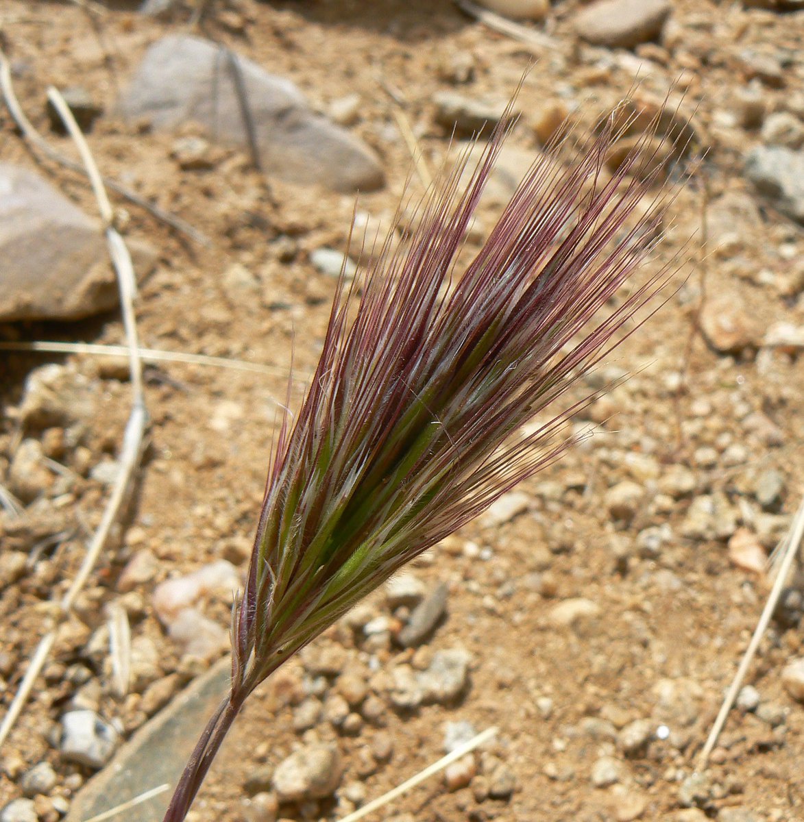 Key to the species of bromes. The bromes are split into 4 genera by ...