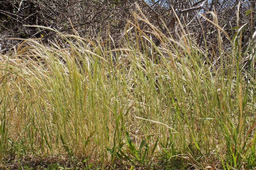 Genera of Poaceae. Vulpia. Closely related to Festuca, and capable of ...