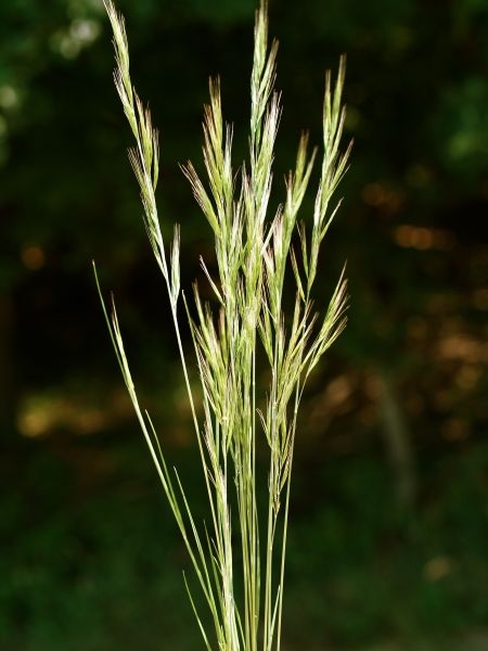 Genera of Poaceae. Vulpia. Closely related to Festuca, and capable of ...