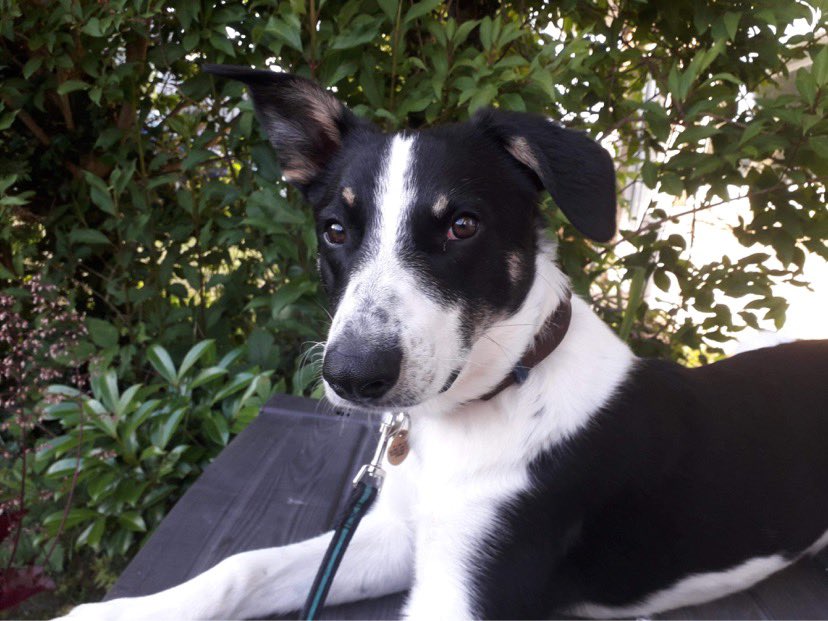 Border Collie Greyhound Mix