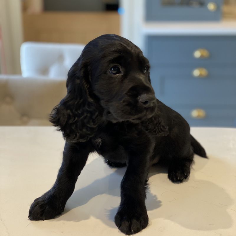 Black Baby Cocker Spaniel
