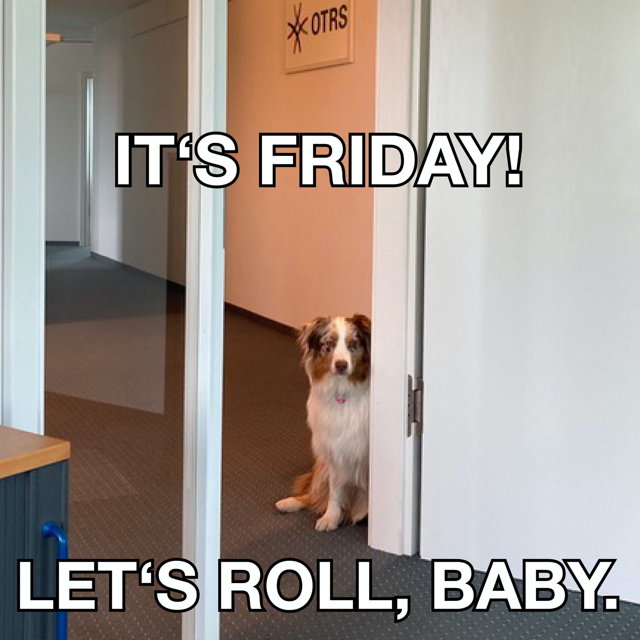 Its The Weekend Dog Meme