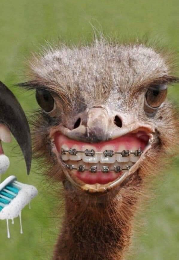 Ostrich With Human Teeth And Braces