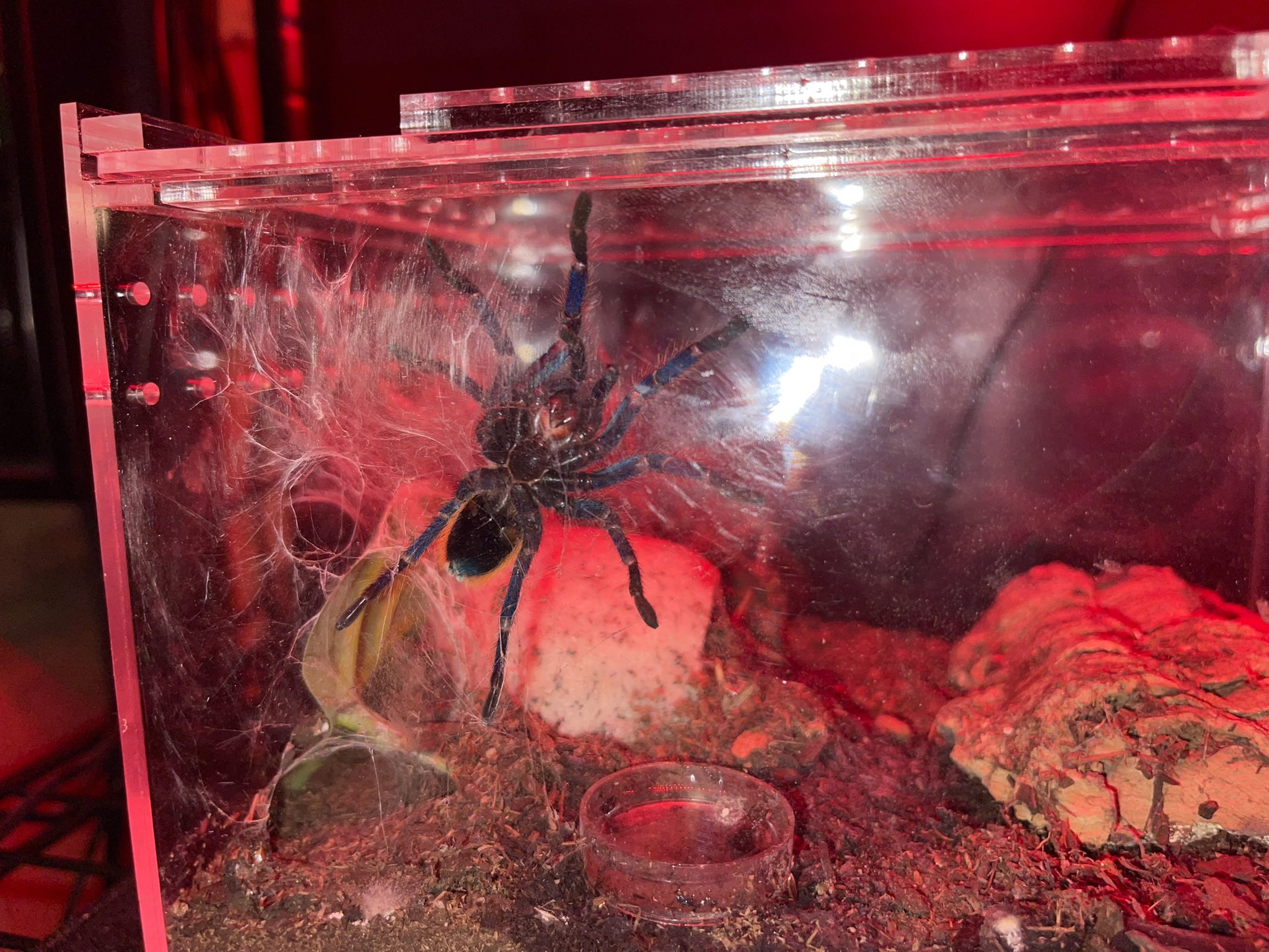 Green Bottle Blue Tarantula Enclosure