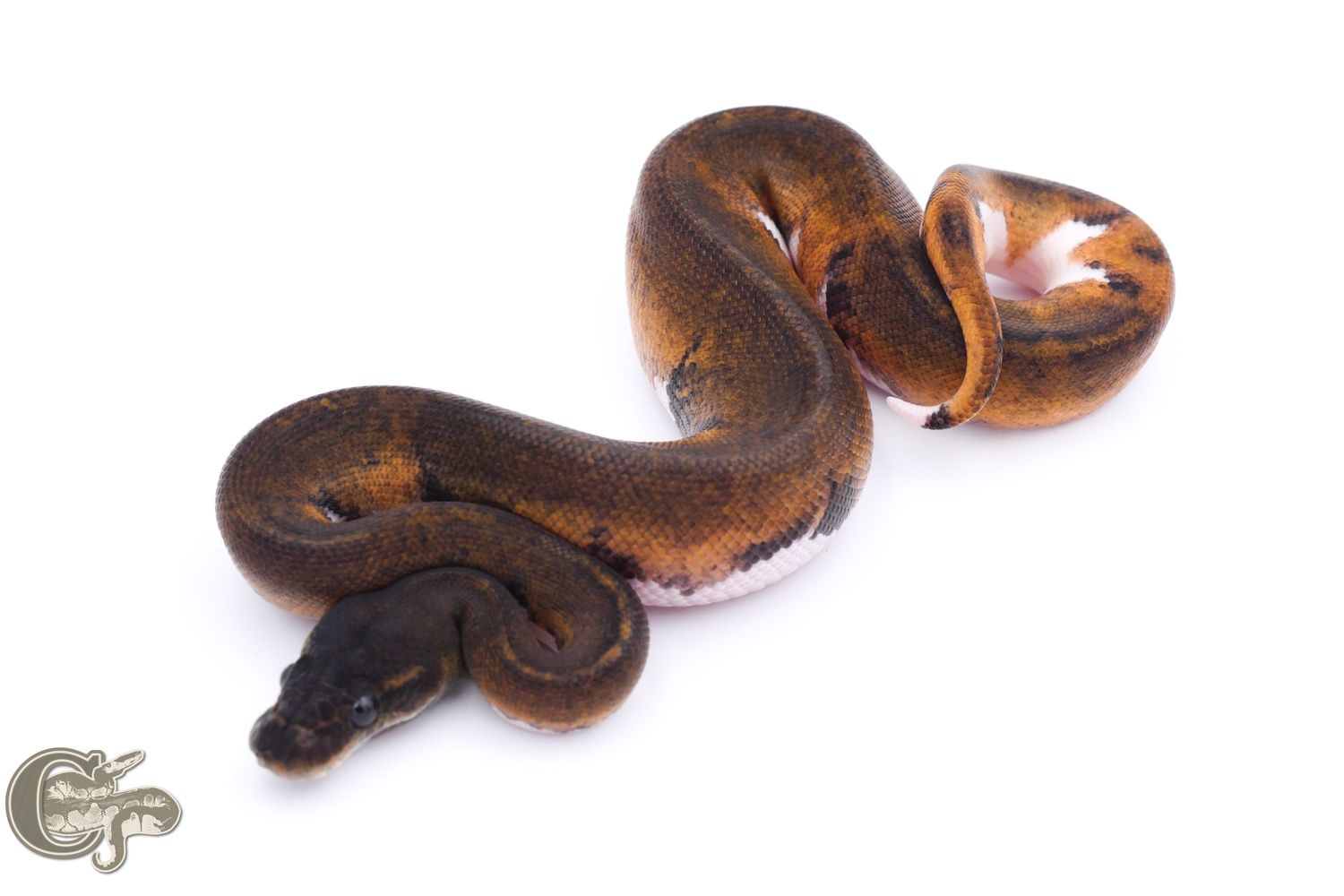Mahogany Ball Python Morphs
