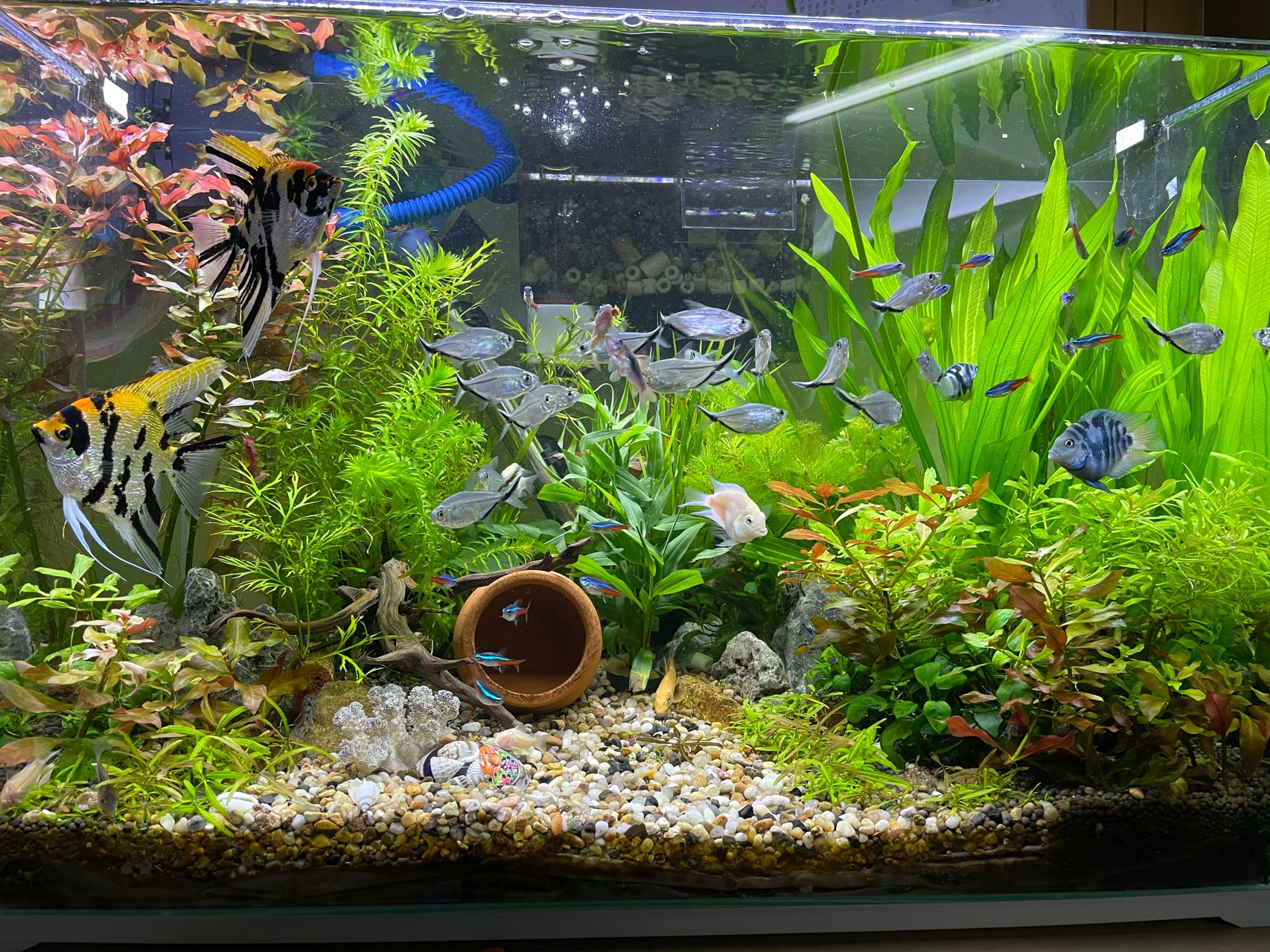 Swamp Fish Tank