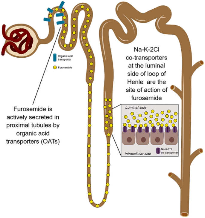Loop Of Henle Diuretics
