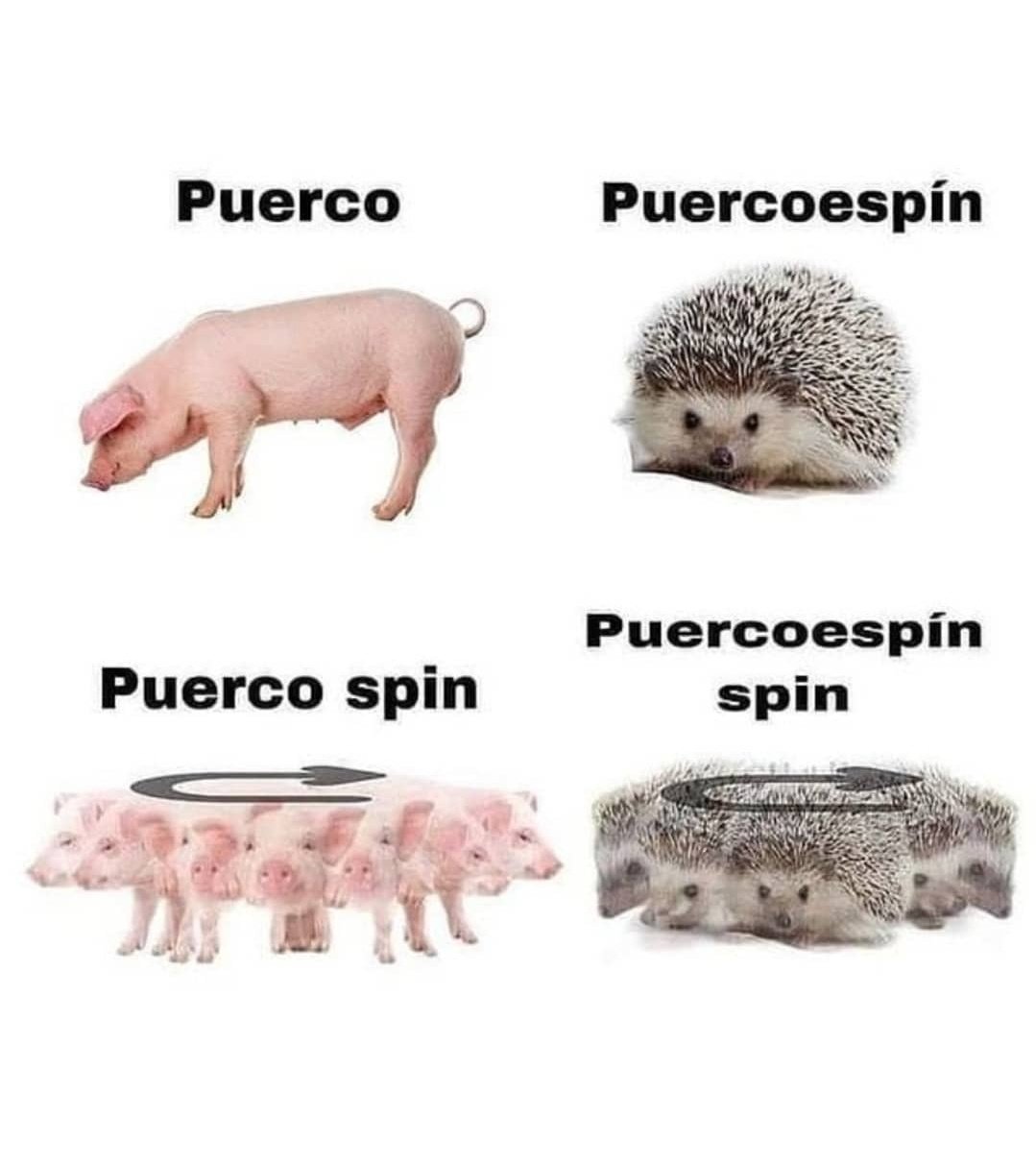 Memes De Puerco Espin